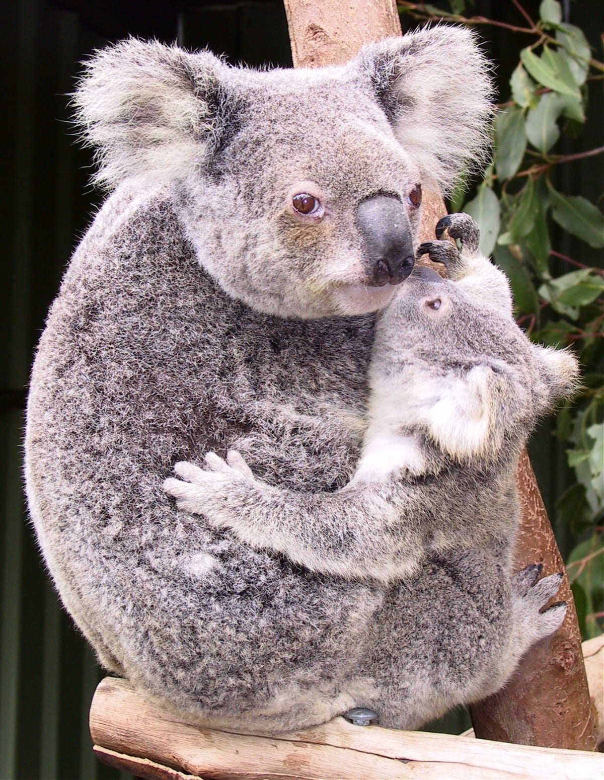 Il Koala (Phascolarctos cinereus) | Lega Nerd