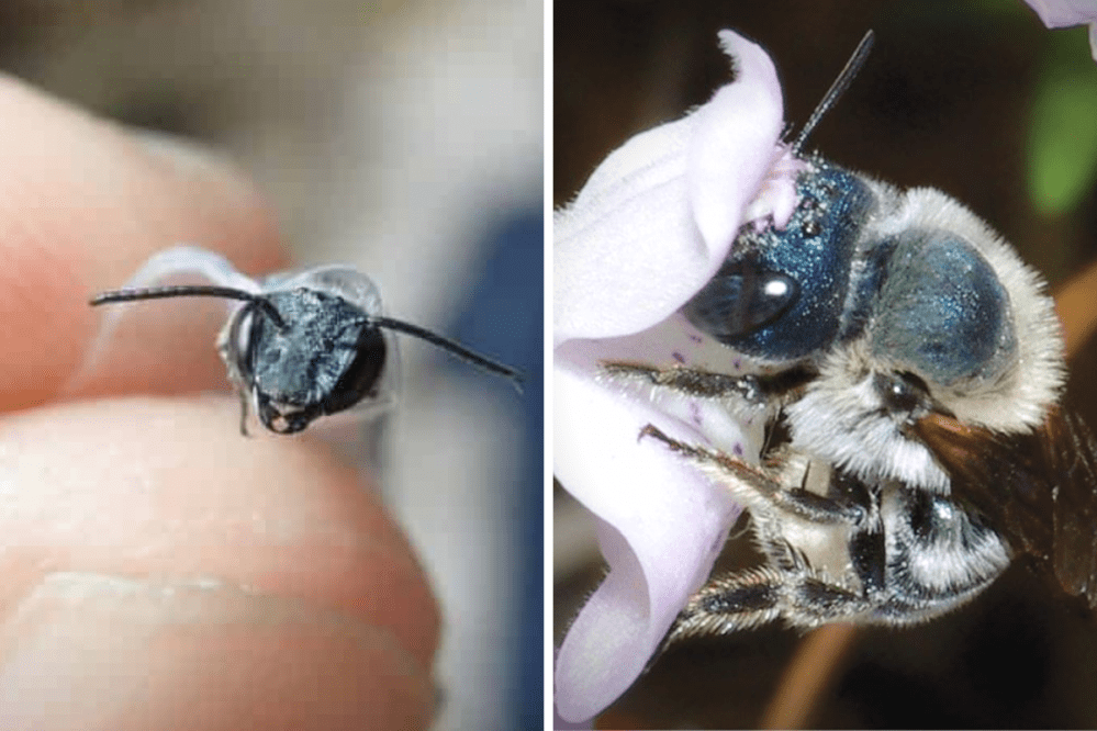 Le api blu esistono ancora | Lega Nerd