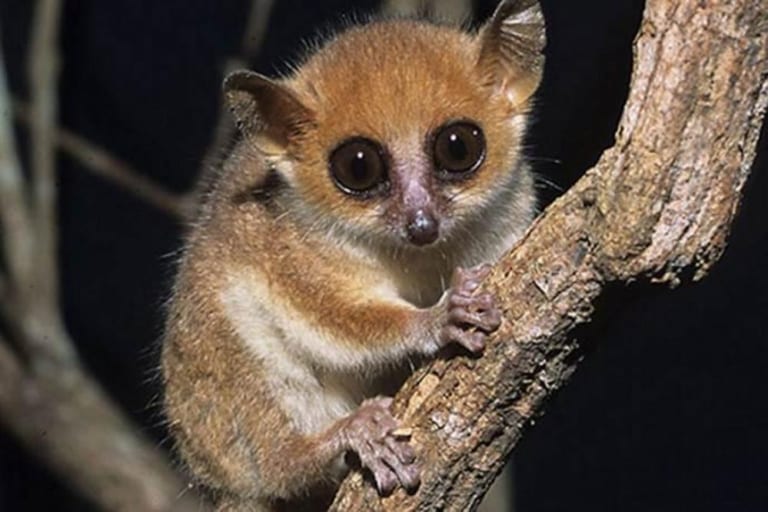 Lemuri topi: scoperta una nuova specie in Madagascar | Lega Nerd