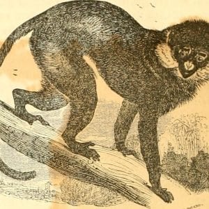 Scoperte le creature più antiche con il pollice opponibile, sono degli ...