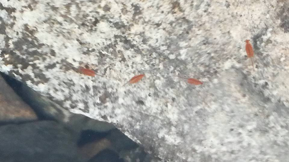 Il Chirocefalo del Lago di Pilato: alla scoperta dell’ultimo gamberetto ...