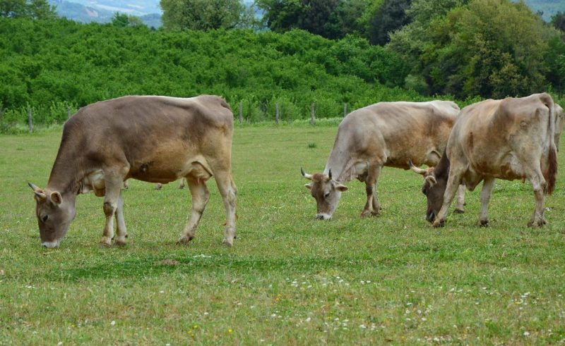 Allevamento: si è originato prima di quanto si pensasse | Lega Nerd