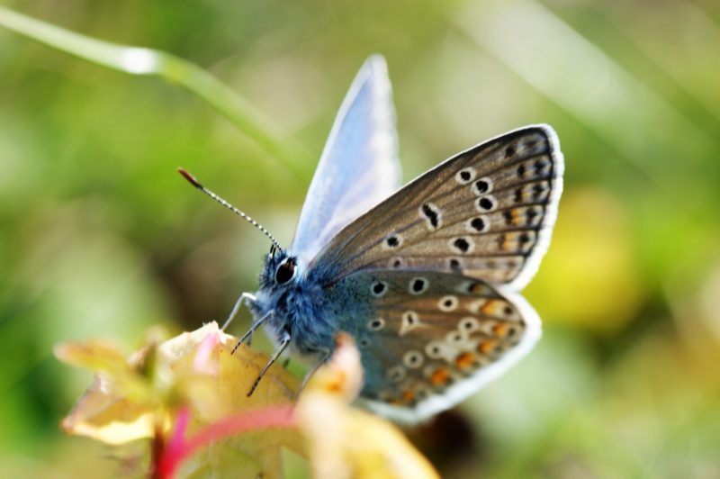 Grande farfalla blu: ritorna nel Regno Unito | Lega Nerd