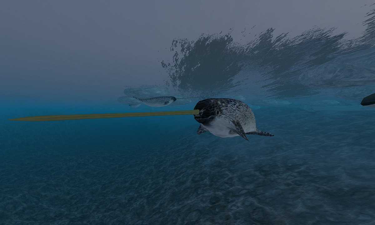 Narvalo: ecco a cosa serve la zanna