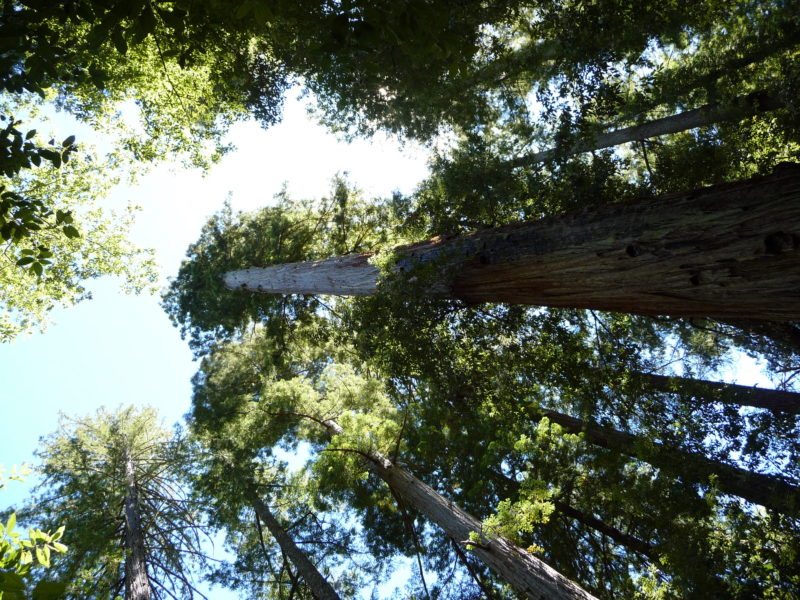 Alberi: il più alto al mondo | Lega Nerd