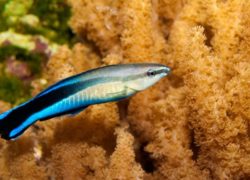 Pesci: il più raro del mondo in Messico, nel luogo dello tsunami | Lega ...