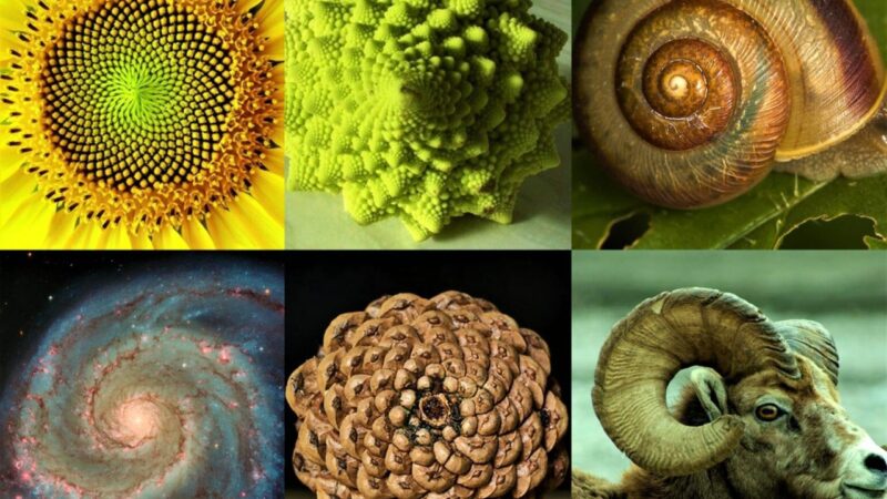Sequenze di Fibonacci: la matematica si intreccia con la natura | Lega Nerd