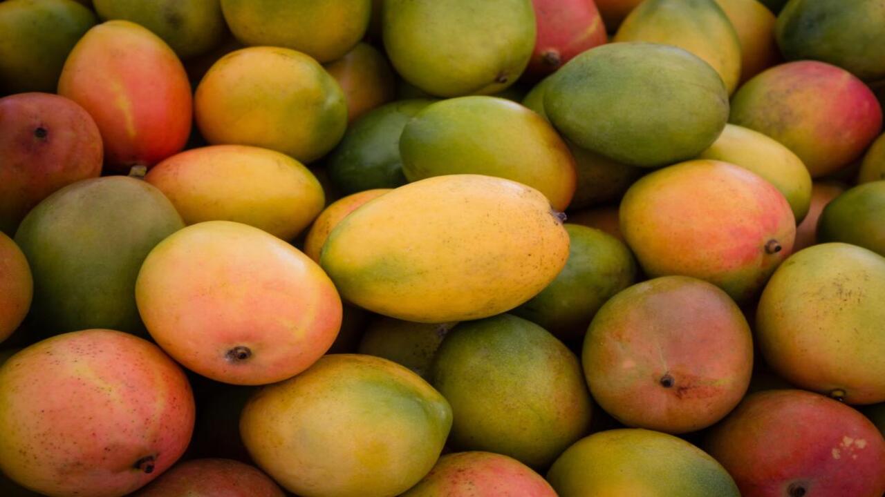 Mango che cadono prematuramente dagli alberi: la soluzione potrebbe ...