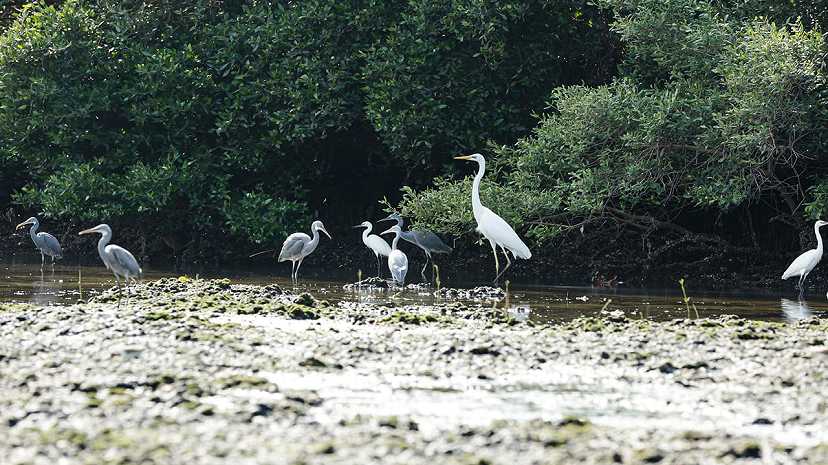 I dati sulla riduzione delle mangrovie del Golfo Persico dal passato al ...