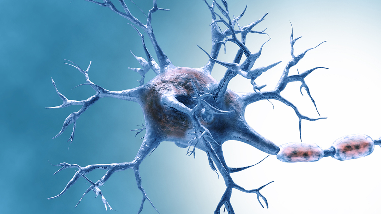 Il cervello può ringiovanire: individuata una proteina chiave che ...